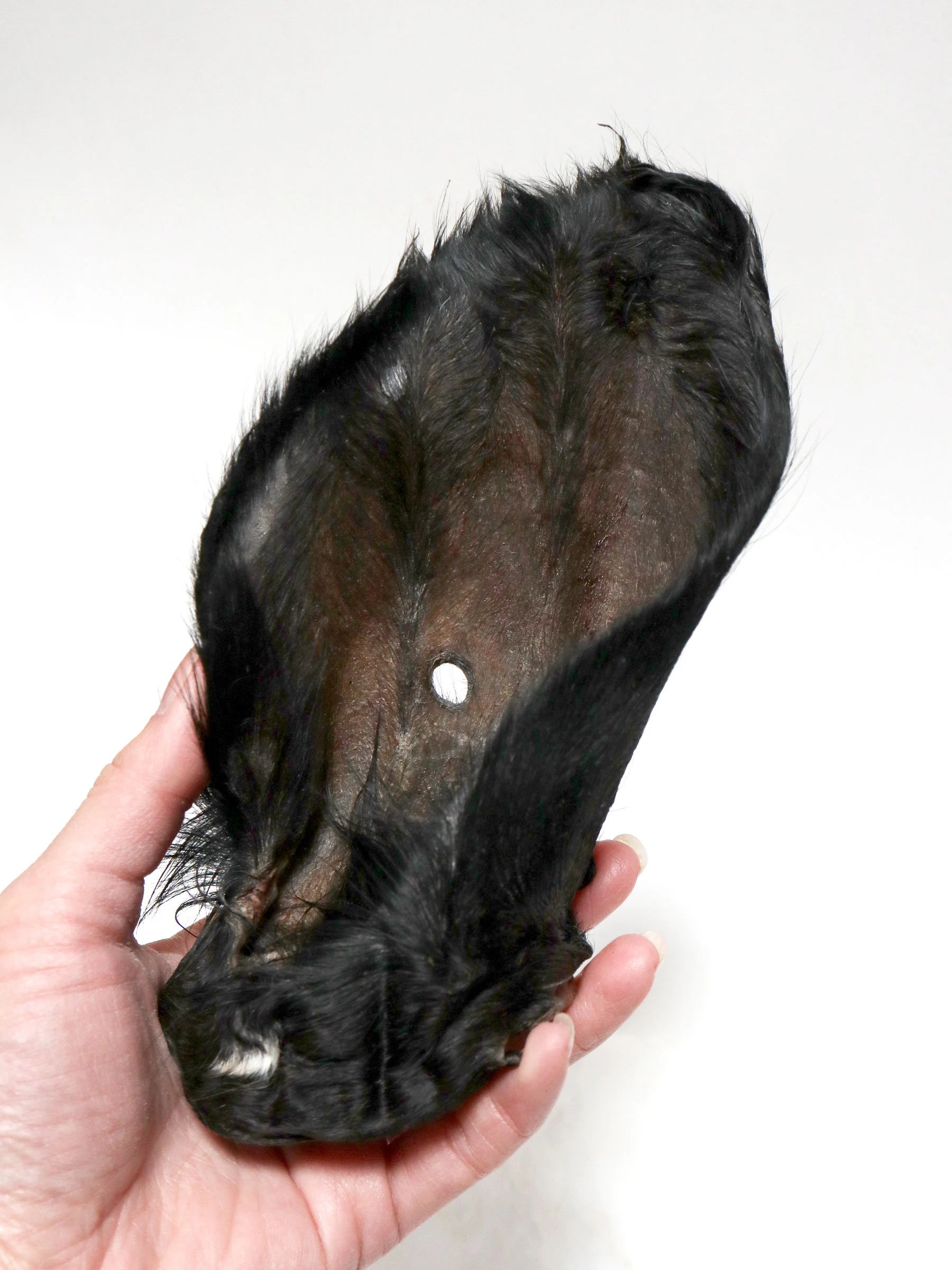 Whole Beef Ear (Fur On) – ohmydognesstreats